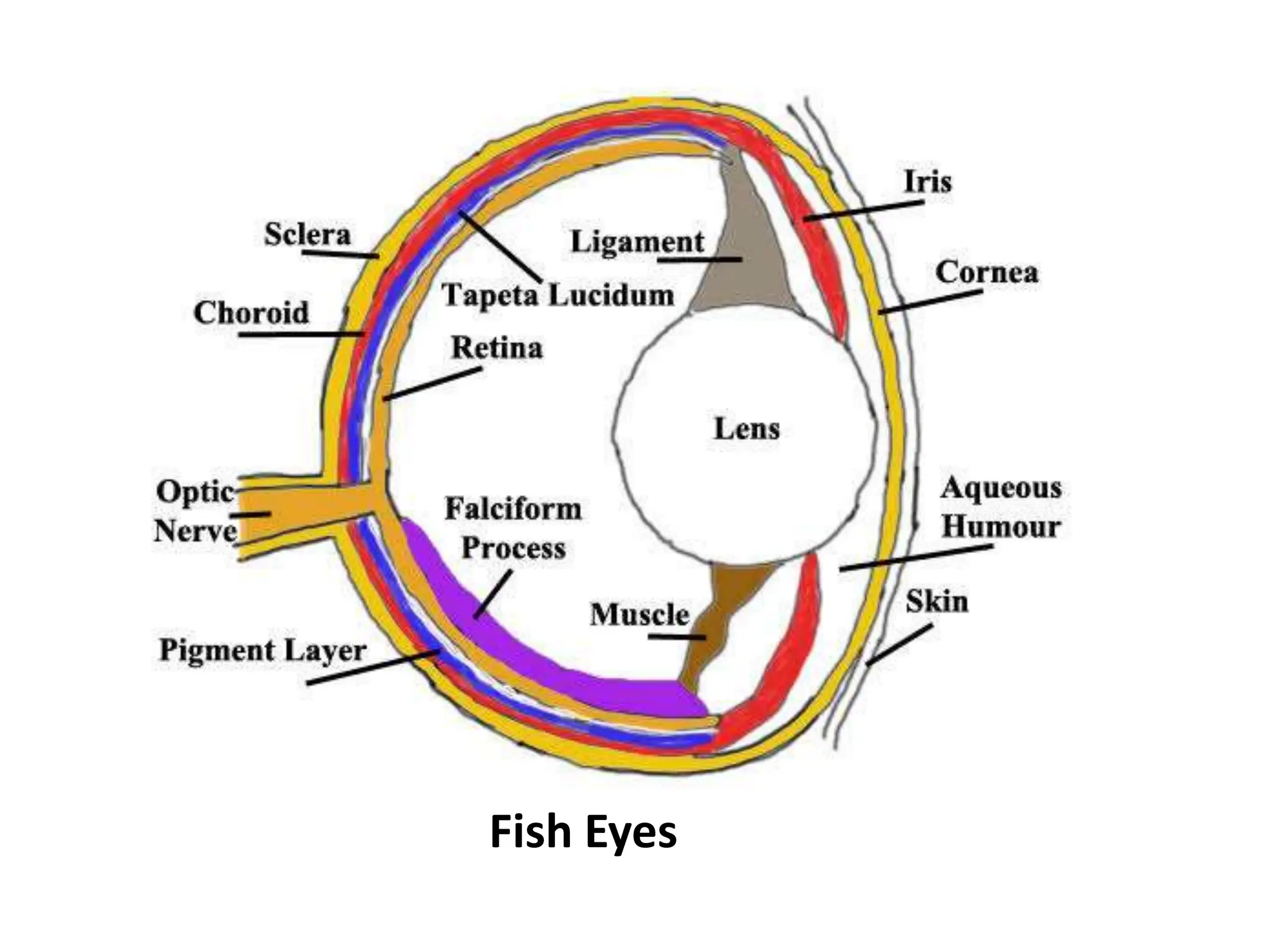 Sensory Organs comparative study in vertebrates. | PPTX