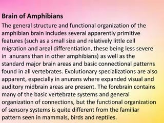 Sensory Organs comparative study in vertebrates. | PPTX