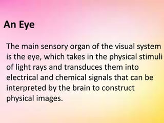 Sensory Organs comparative study in vertebrates. | PPTX