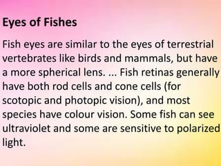 Sensory Organs comparative study in vertebrates. | PPTX