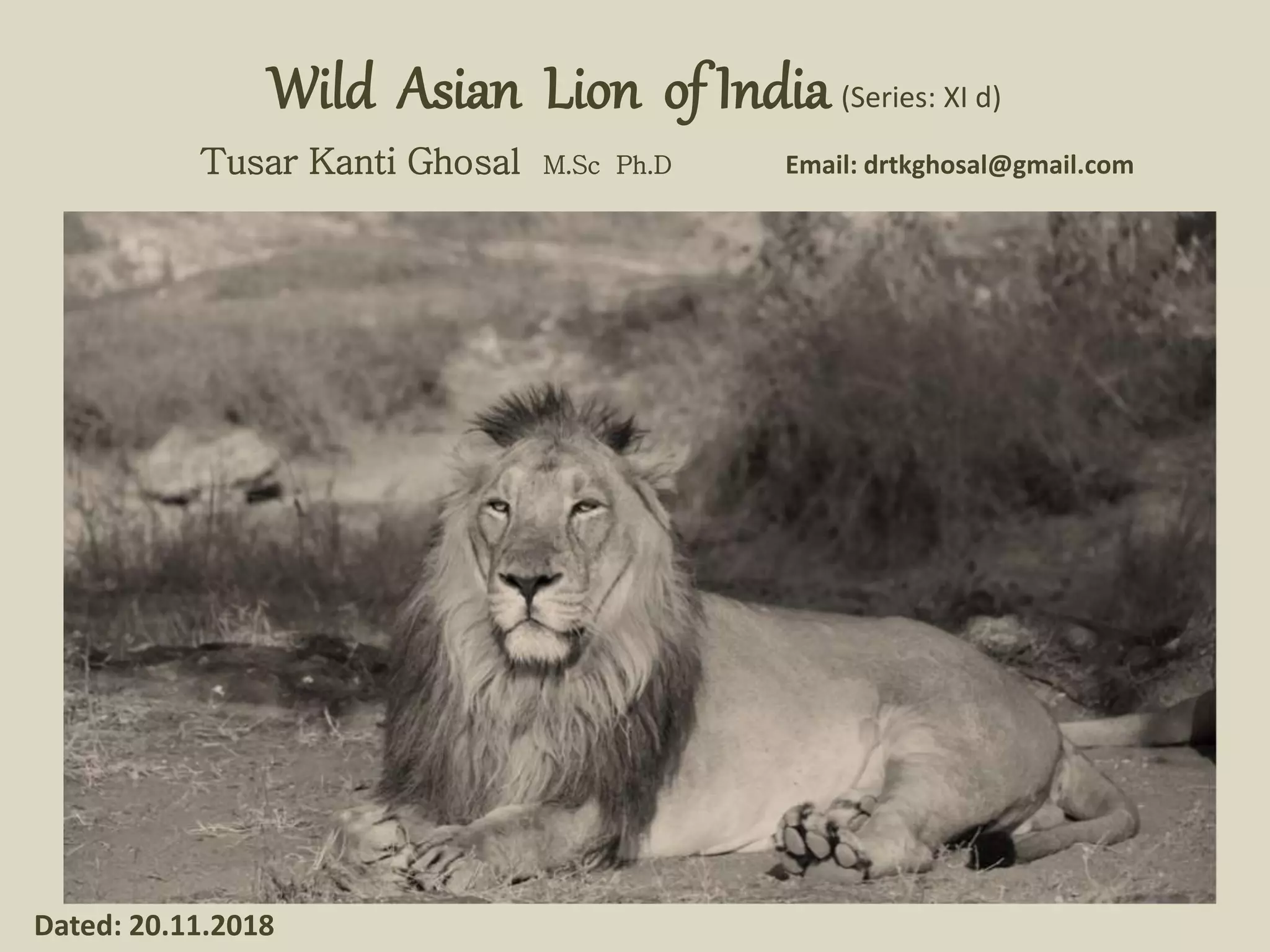 Zoology- xi d, Asian lion of India, 11 slides | PPTX