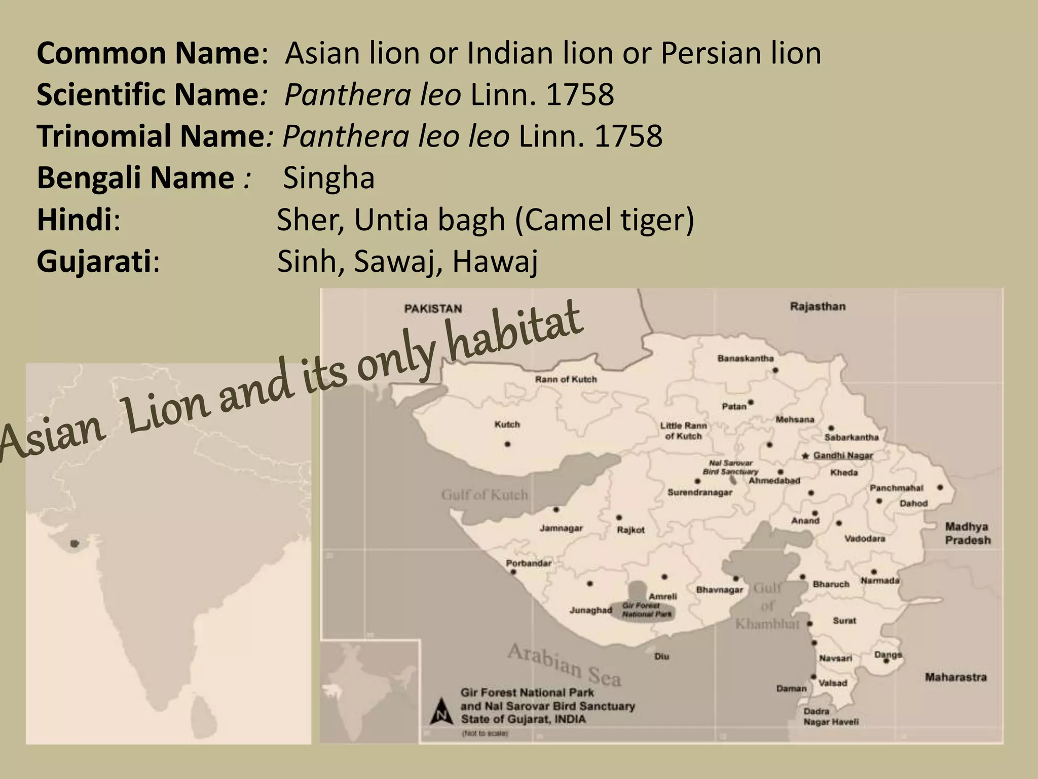 Zoology- xi d, Asian lion of India, 11 slides | PPTX