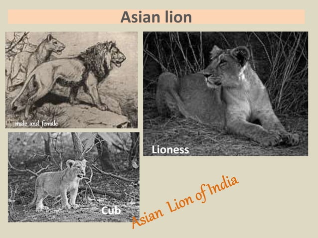 Zoology- xi d, Asian lion of India, 11 slides | PPTX