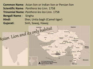 Zoology- xi d, Asian lion of India, 11 slides | PPTX