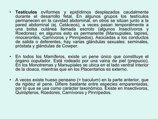Zoo mamíferos 12.pdf clase mamalia . doctor loza | PPT