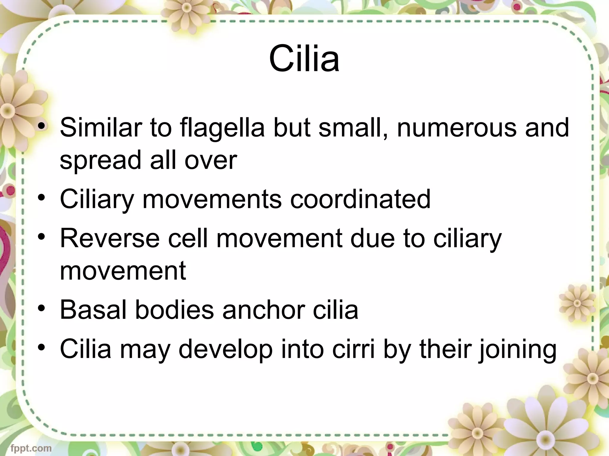 classification of Protozoa | PPT