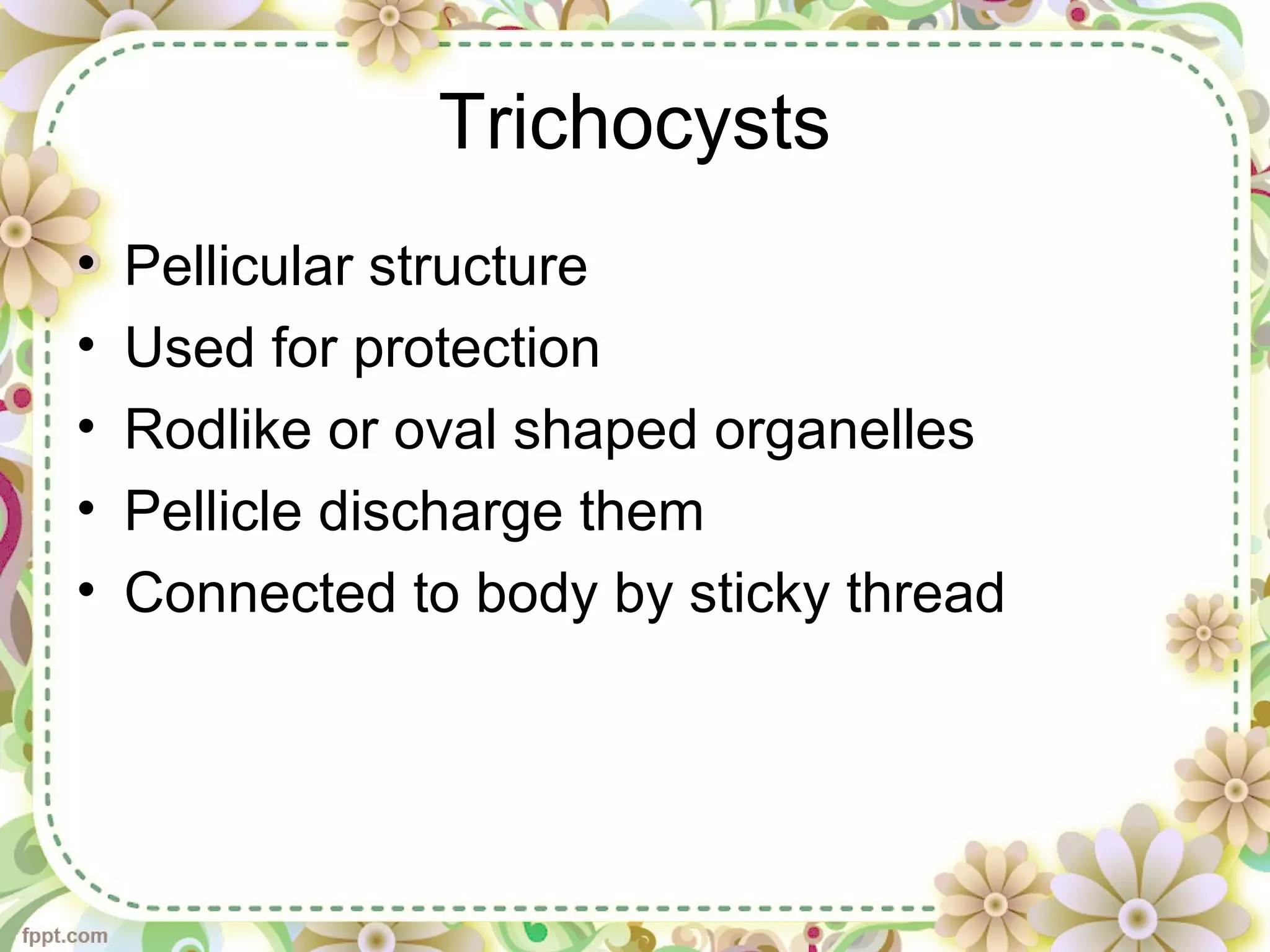 classification of Protozoa | PPT