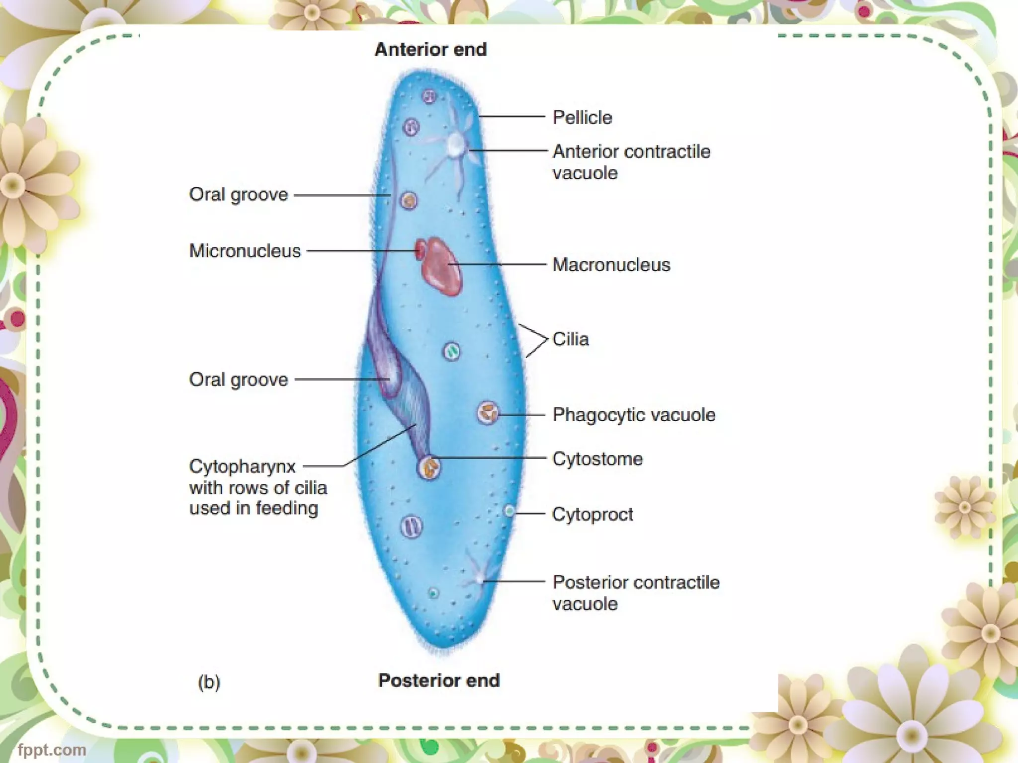 classification of Protozoa | PPT