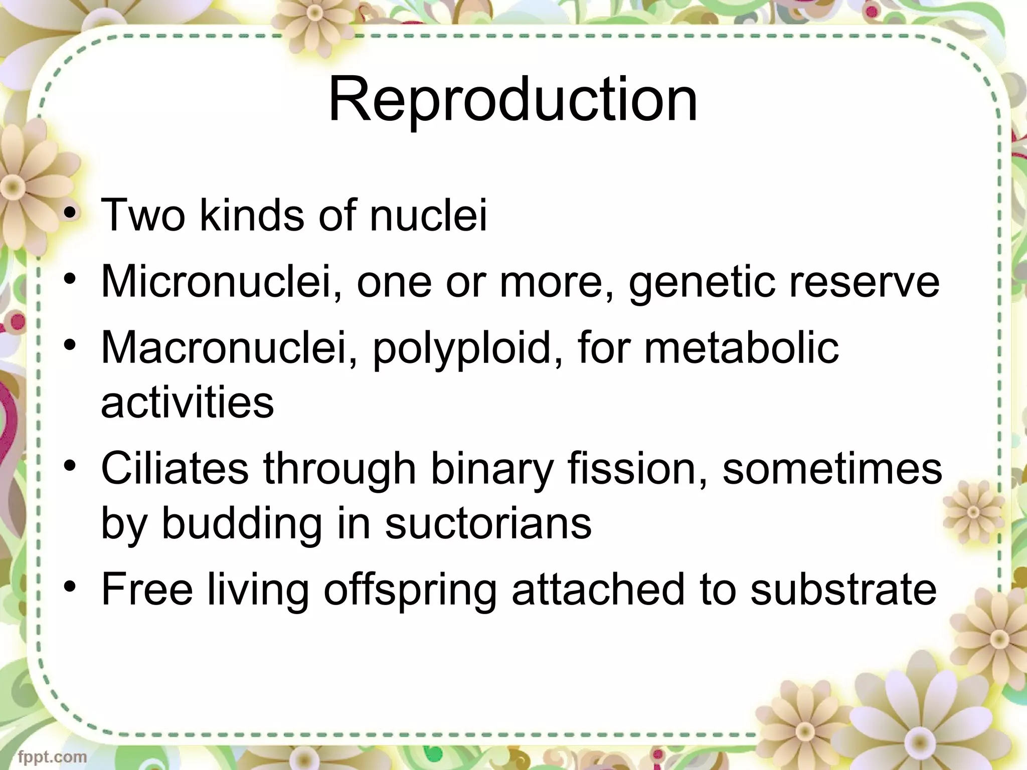 classification of Protozoa | PPT
