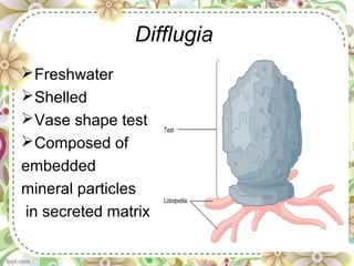 classification of Protozoa | PPT