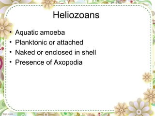 classification of Protozoa | PPT
