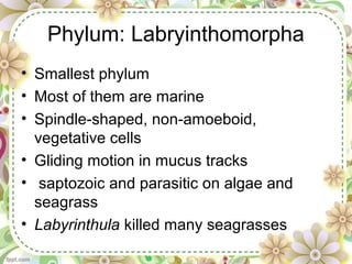 classification of Protozoa | PPT