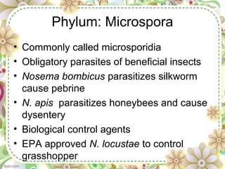 classification of Protozoa | PPT