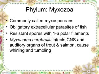 classification of Protozoa | PPT
