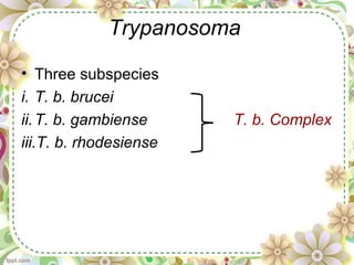 classification of Protozoa | PPT