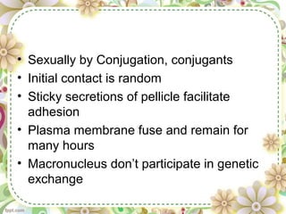 classification of Protozoa | PPT