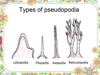 classification of Protozoa | PPT | Biological Sciences | Science