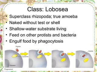 classification of Protozoa | PPT