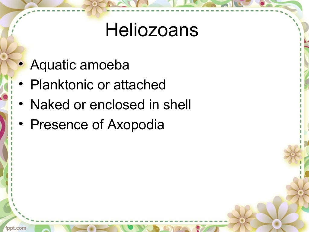 Classification Of Protozoa