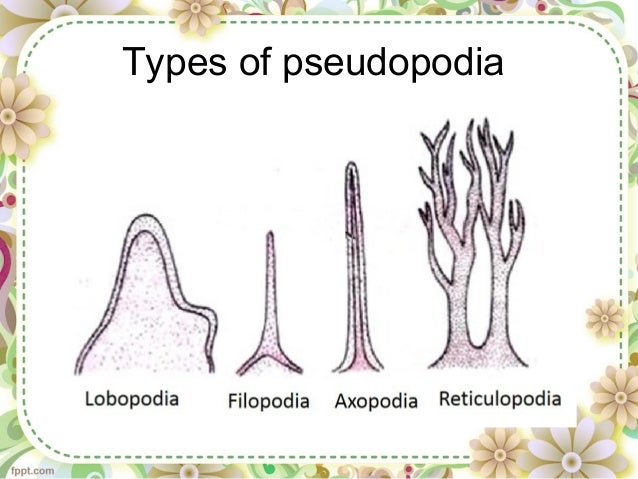 classification of Protozoa