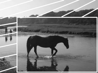 Photographic Composition- Zoom and Crop | PPT