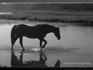 Photographic Composition- Zoom and Crop | PPTX