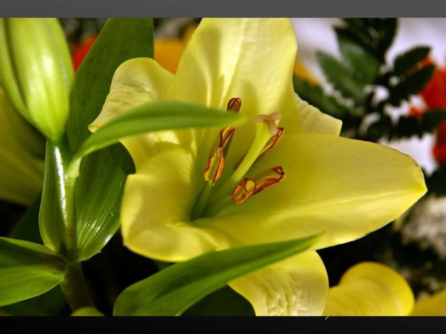 Photographic Composition- Zoom and Crop | PPT