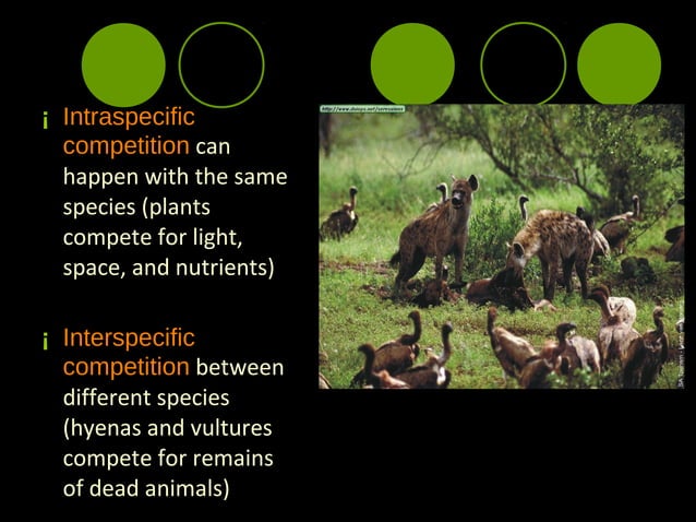 Interactions within ecosystems | PPT