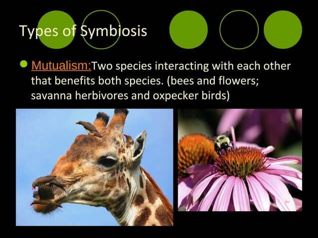 Interactions within ecosystems | PPT | Biological Sciences | Science