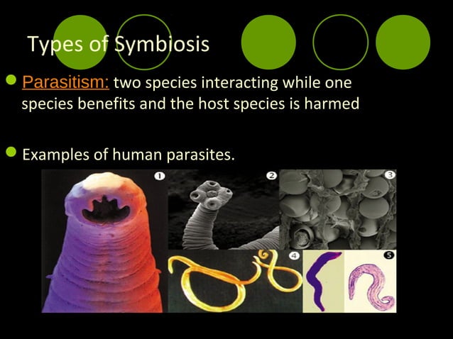 Interactions within ecosystems | PPT | Biological Sciences | Science