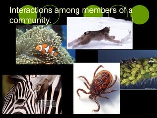 Interactions within ecosystems | PPT