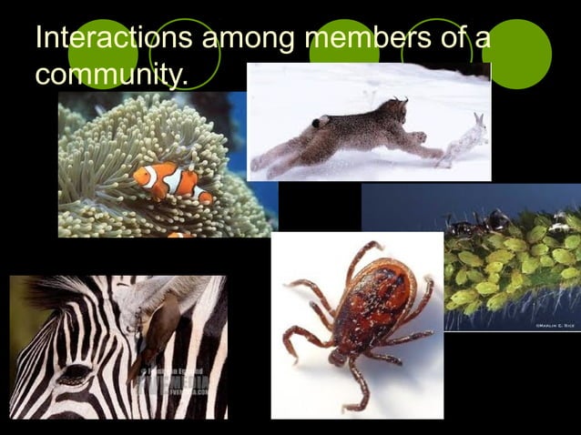 Interactions within ecosystems | PPT | Biological Sciences | Science