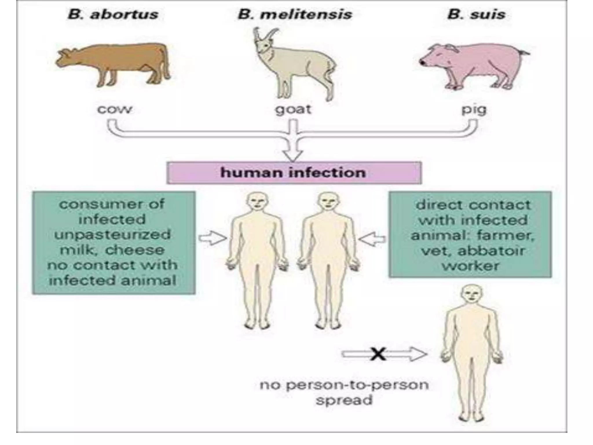Zoonoses | PPTX