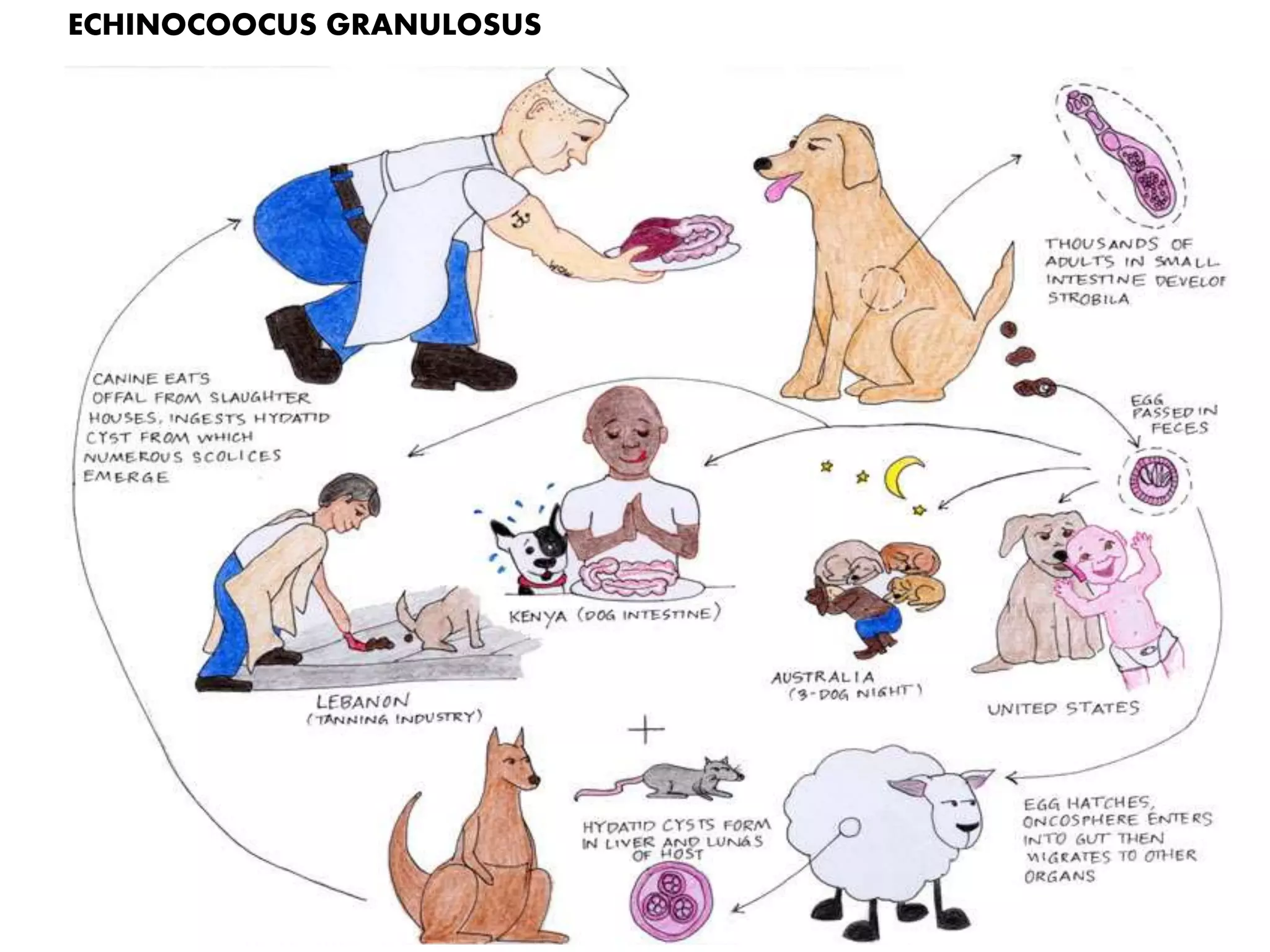 Zoonoses | PPTX | Infectious Diseases | Diseases and Conditions