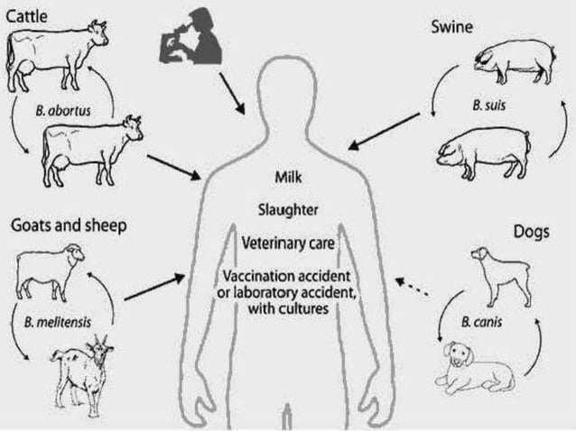 Zoonoses | PPTX | Infectious Diseases | Diseases and Conditions