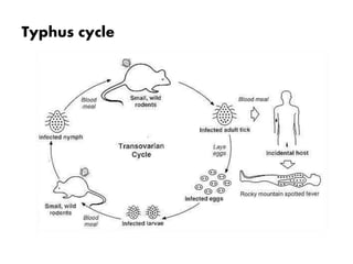 Zoonoses | PPTX