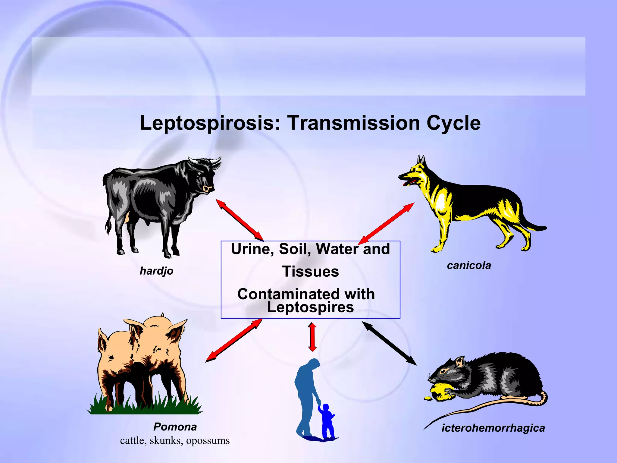 Zoonosis | PPT
