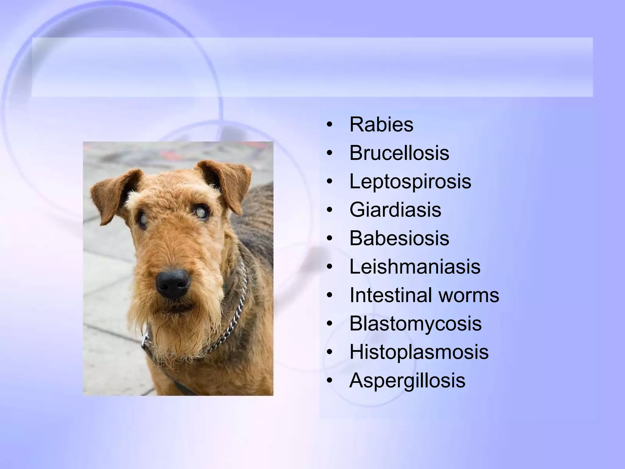 Zoonosis | PPT