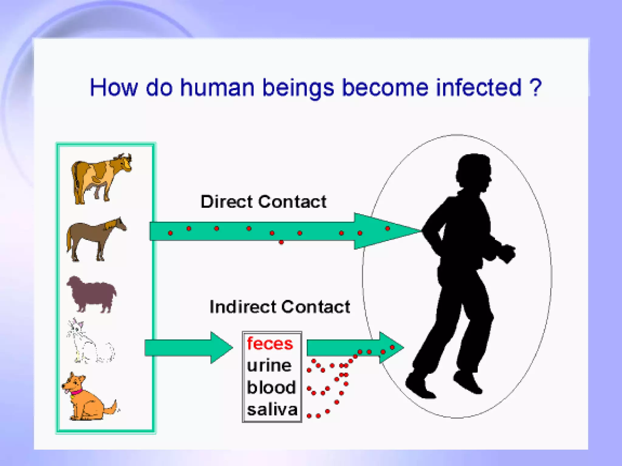 Zoonosis | PPT