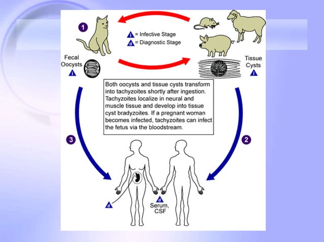 Zoonosis | PPT