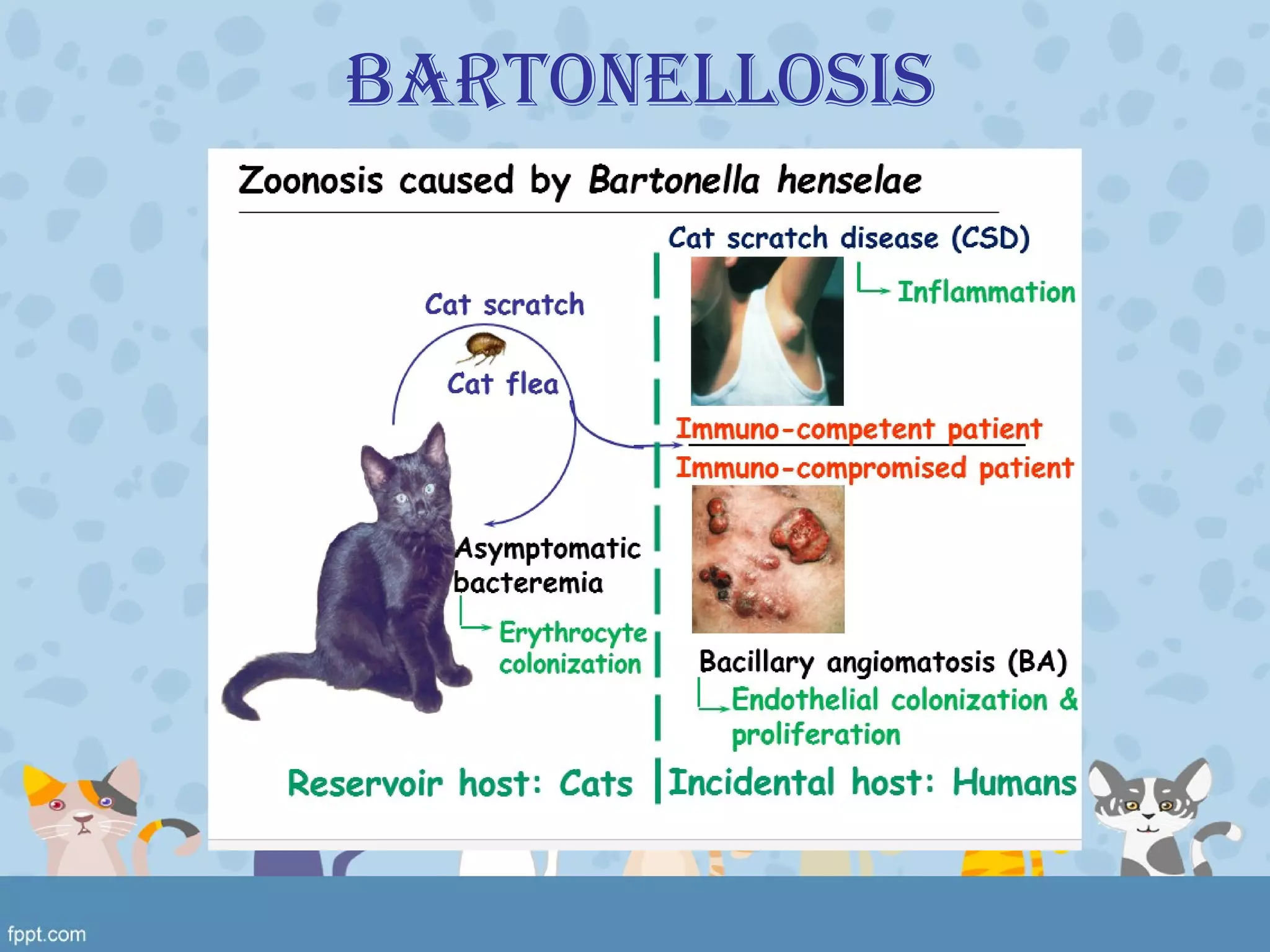 Zoonosis history and bacterial zoonotic diseases | PPT
