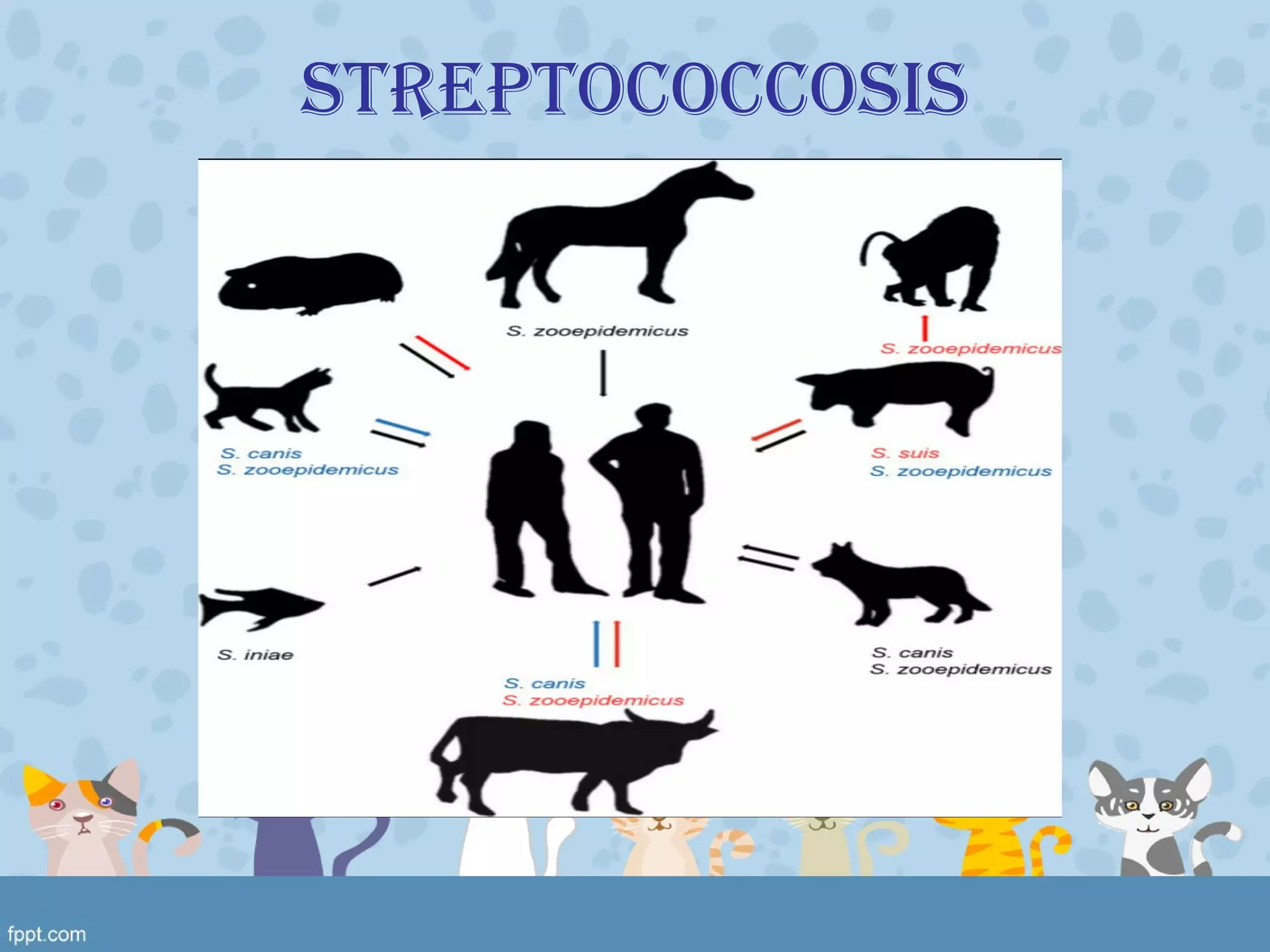 Zoonosis history and bacterial zoonotic diseases | PPT