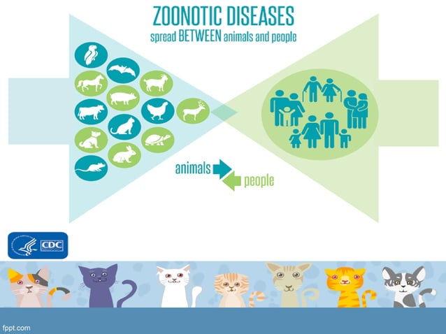Zoonosis history and bacterial zoonotic diseases | PPT | Infectious ...