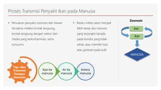 Zoonosis Vanda Delima Warno Putri | PPTX