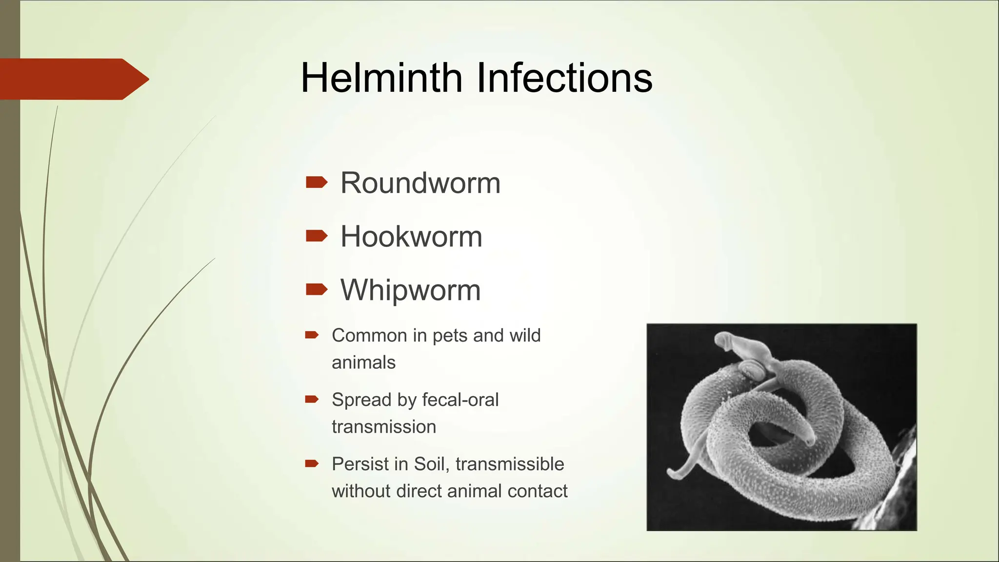 Zoonosis Lecture lecture notes for Public Health Students | PPT