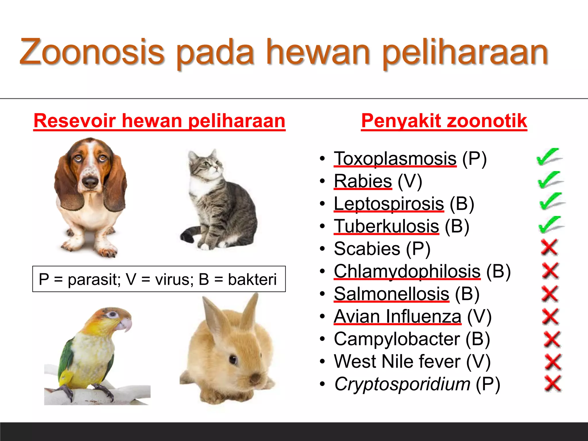 Zoonosis Pada Hewan Peliharaan dan Cara Pencegahannya - World Zoonosis ...