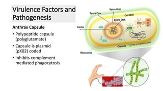 Zoonotic disease-Bacillus anthracis,Rat bite fever (1).pdf