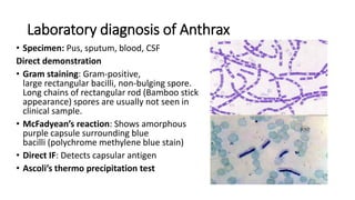 Zoonotic disease-Bacillus anthracis,Rat bite fever (1).pdf