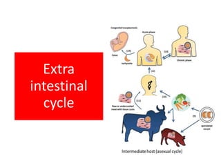 Zoonotic importance of toxoplasmosis | PPTX
