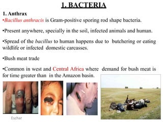 Zoonotic Infection.pptx
